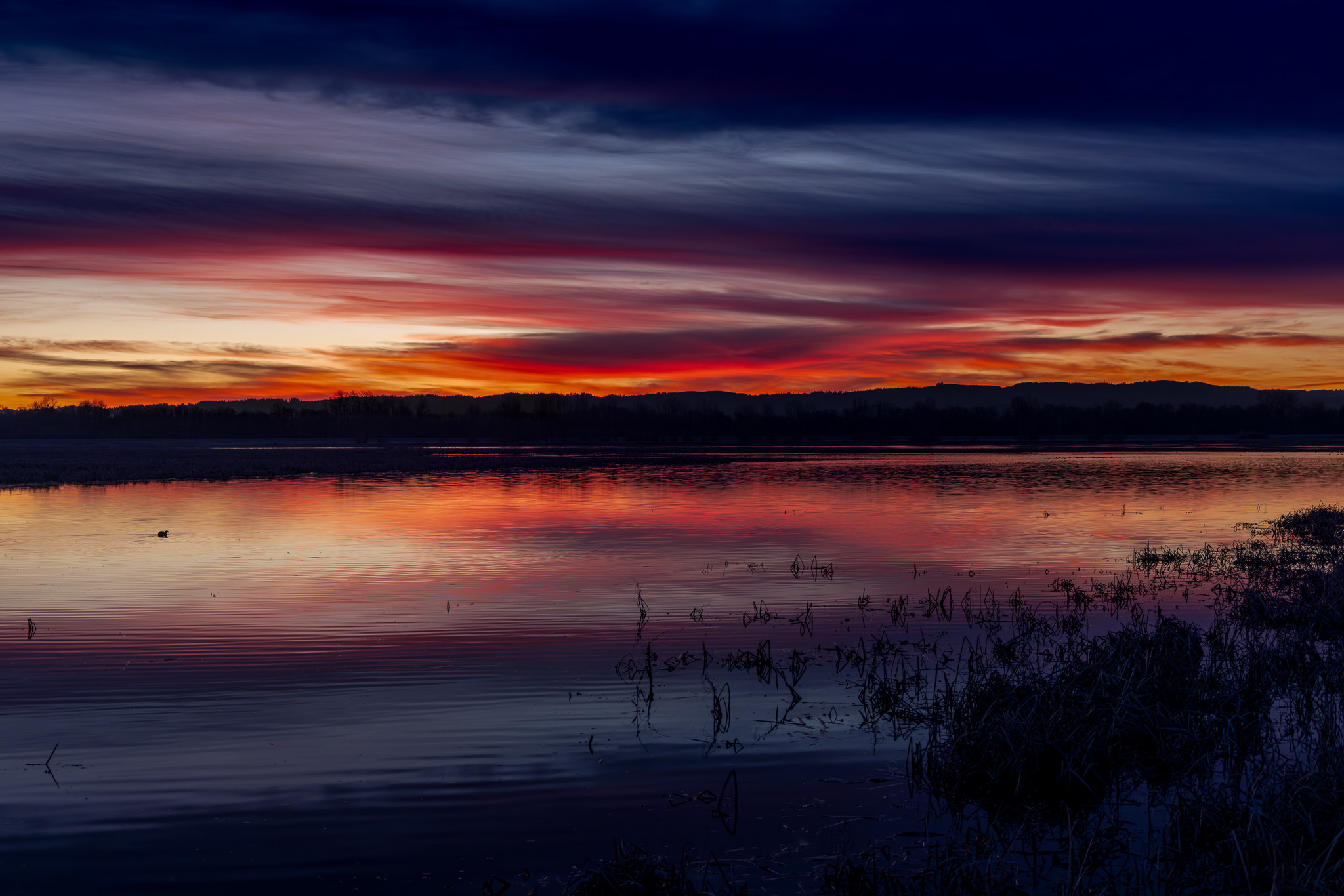Columbia River bottomlands – Vancouver Audubon