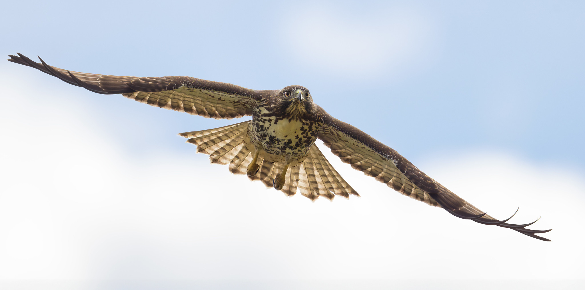 Winter Raptor Survey Route Available – Vancouver Audubon